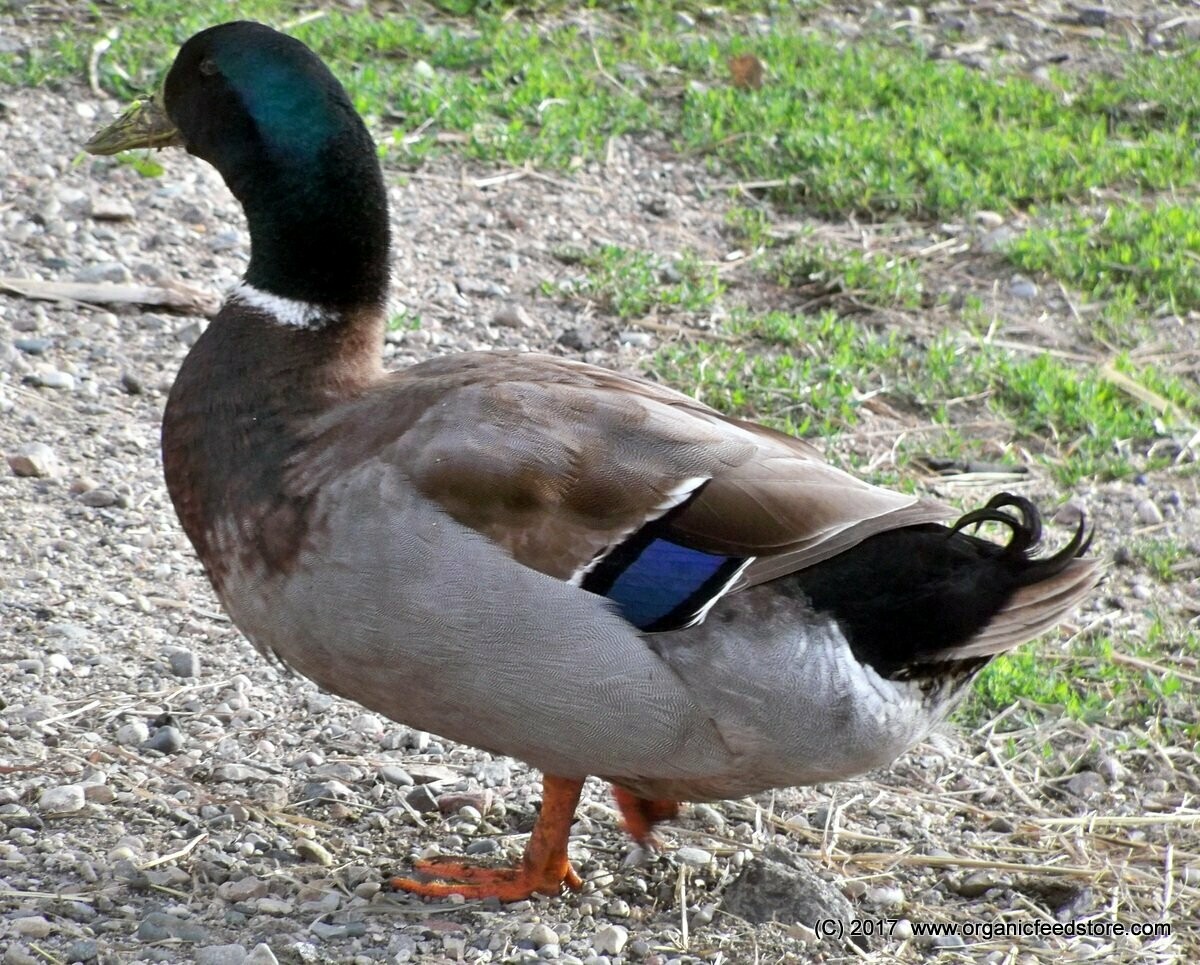 Duck Grower Organic Feed 18 Percent Organic Non-GMO