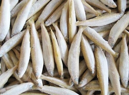 FROZEN SAND SMELT Small (1kg)