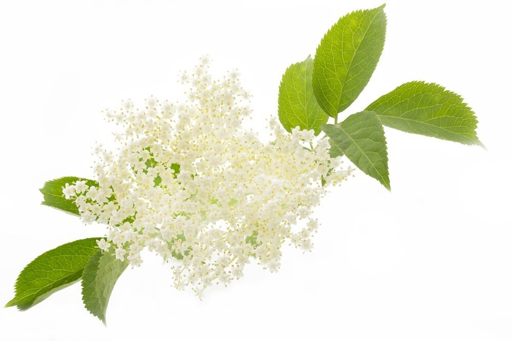 Elderflower
