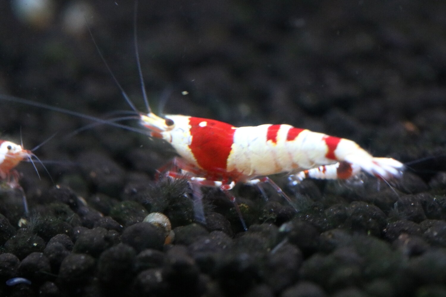 Pure Red Line Shrimp - Shrimp Envy