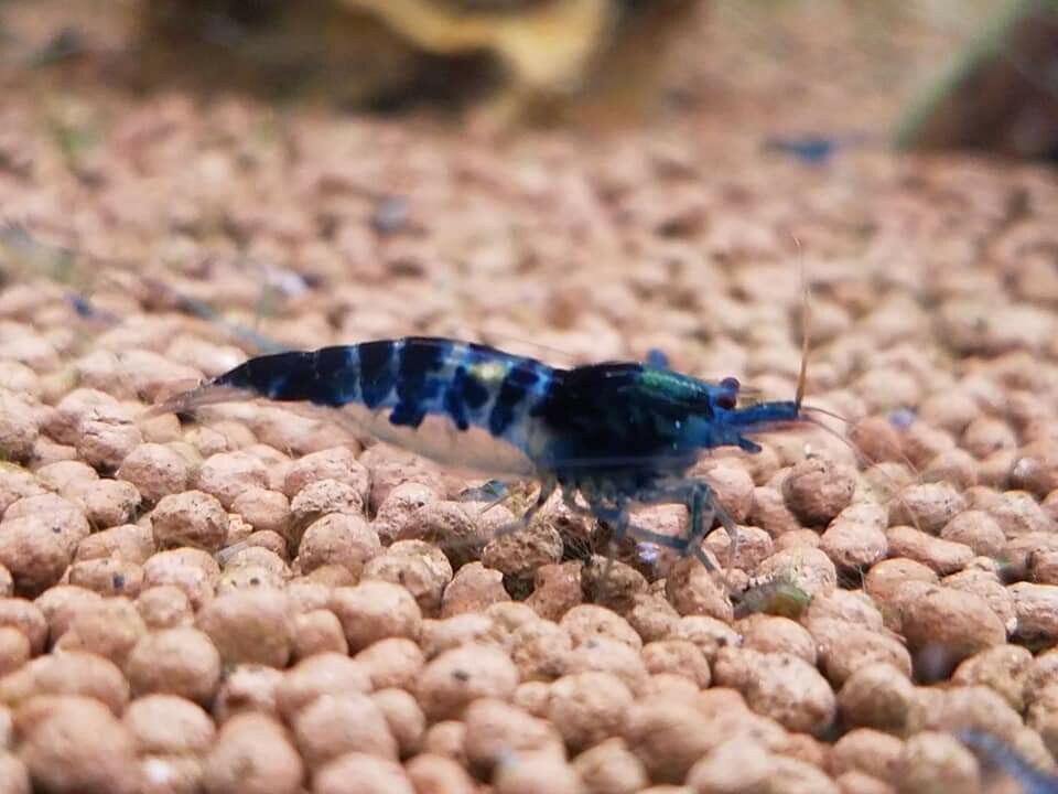 Blue Dragonblood Shrimp - Shrimp Envy