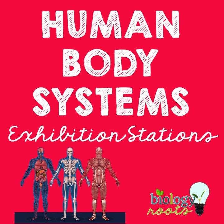 Body Systems Exhibition Stations Bundle - 11 Body Systems - Store ...