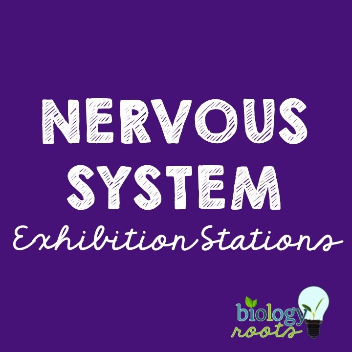 Nervous System Exhibition Stations Bundle - Store - Biology Roots