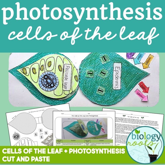 Photosynthesis Cells of the Leaf Model - Store - Biology Roots
