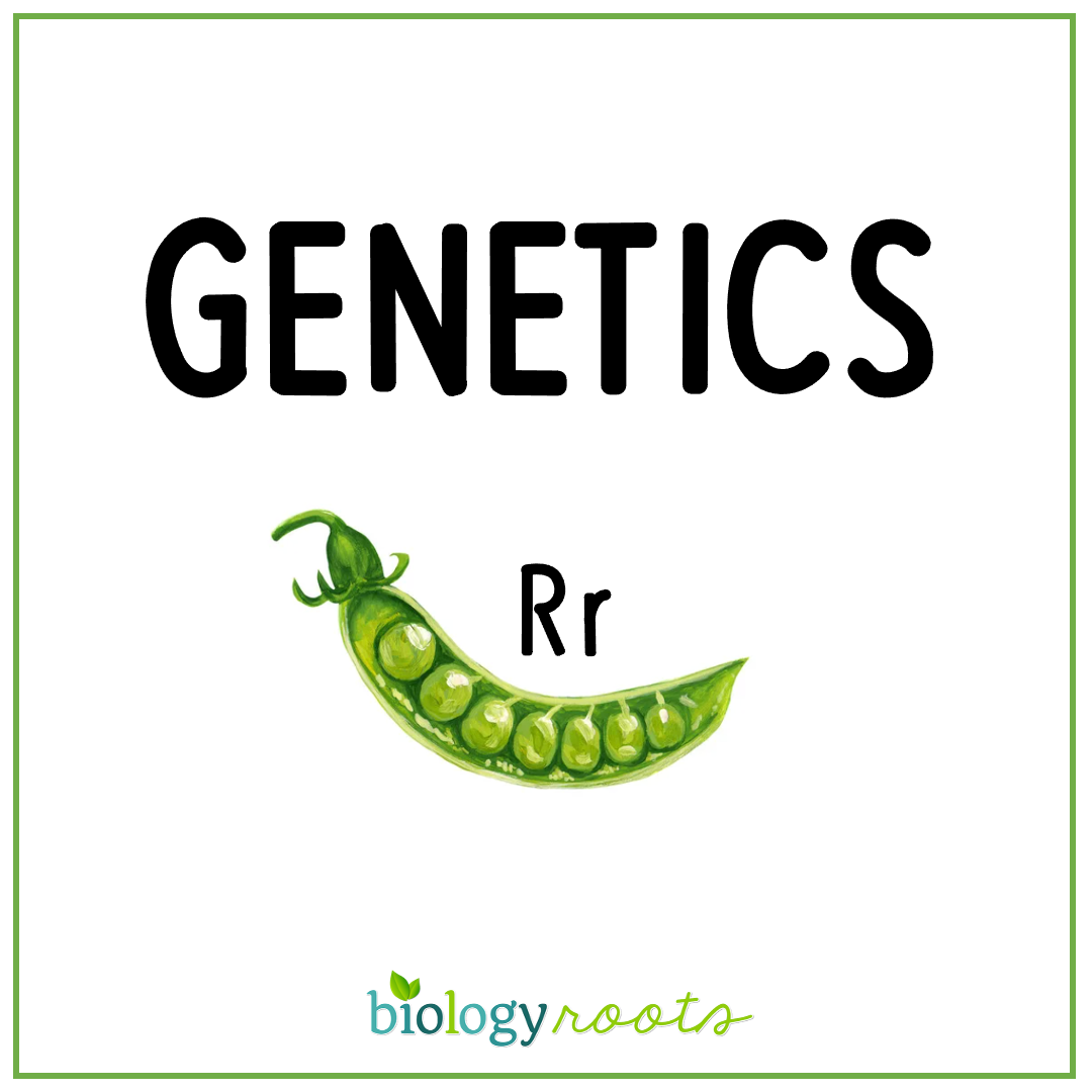 Genetics - Store - Biology Roots