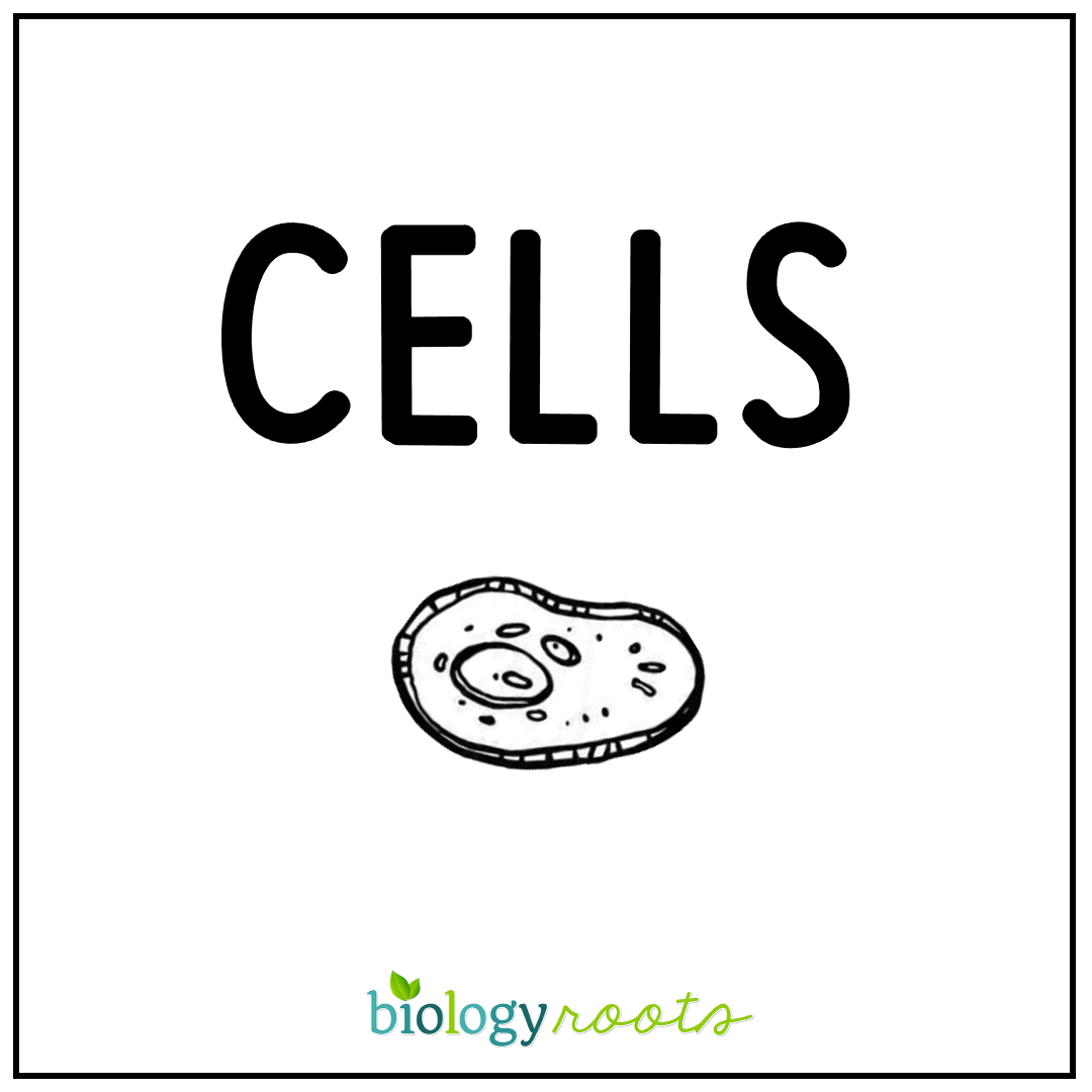 CELLS - Store - Biology Roots