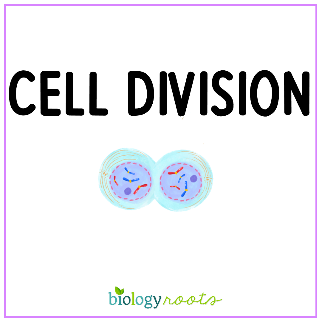 Cell Division - Store - Biology Roots