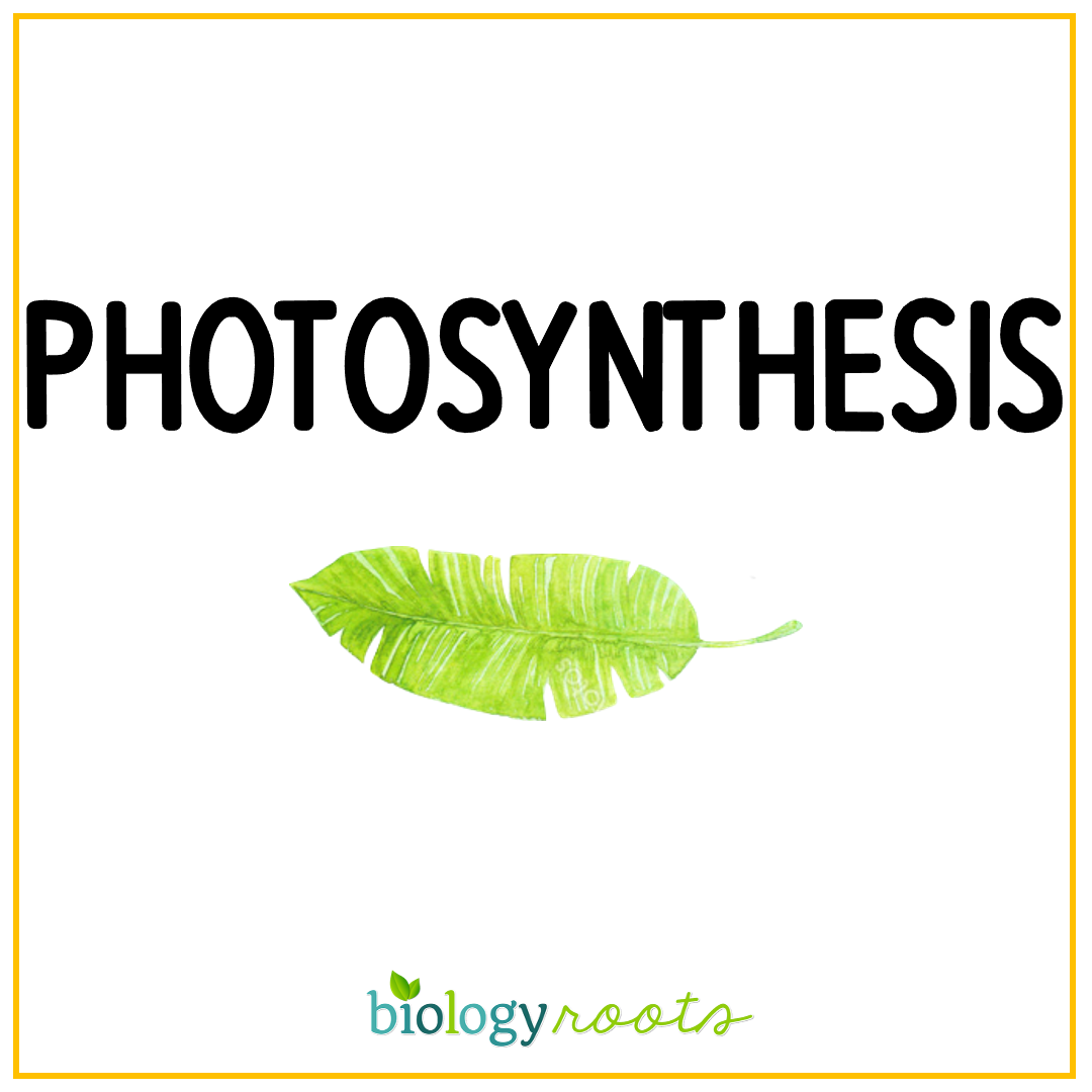 Photosynthesis - Store - Biology Roots