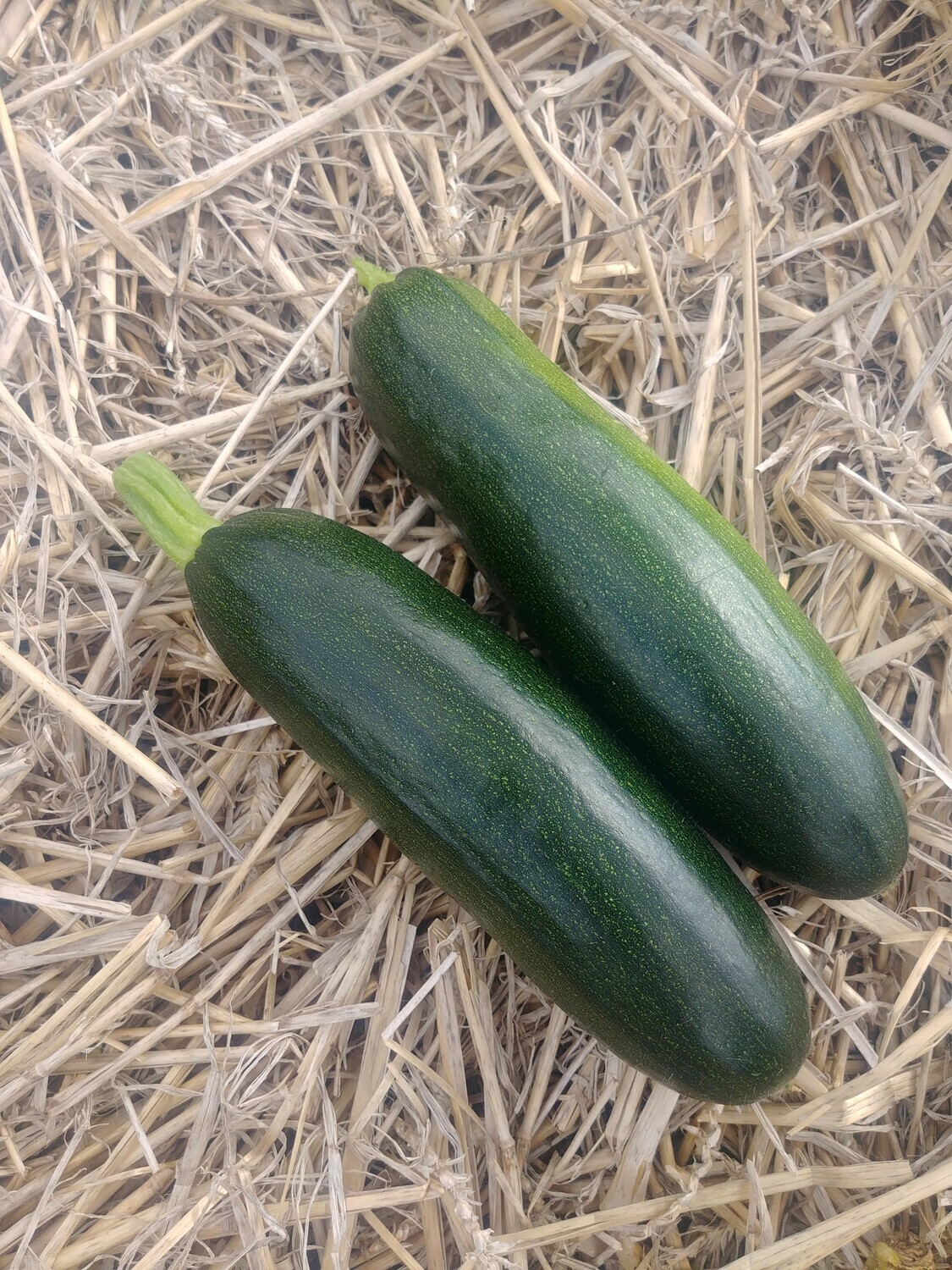 Courgette bio (600g)