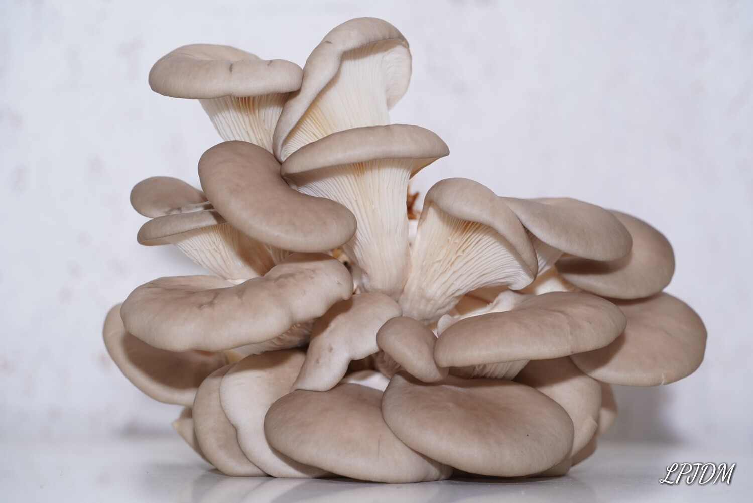 Champignons Pleurotes Bio gris(200g)