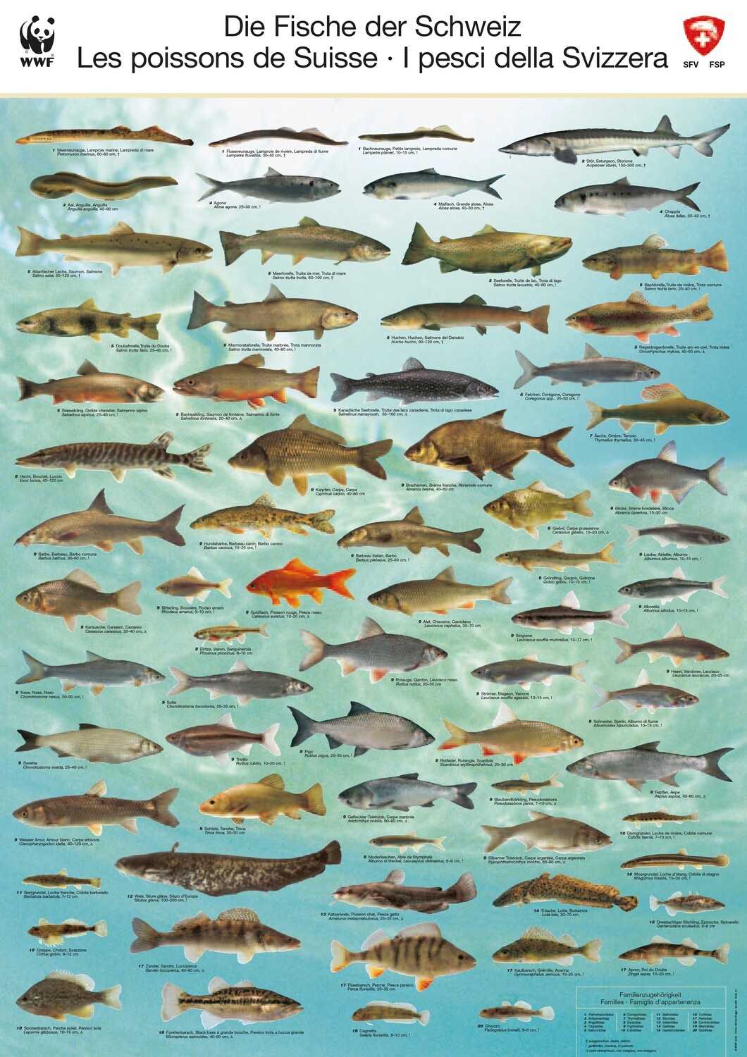 Poster "Die Fische der Schweiz"