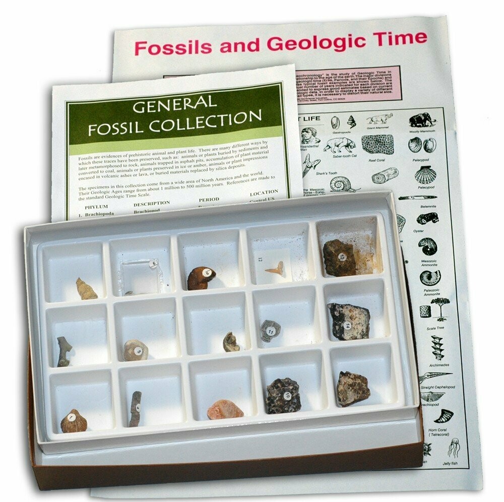 General Fossil Collection | Summerbook