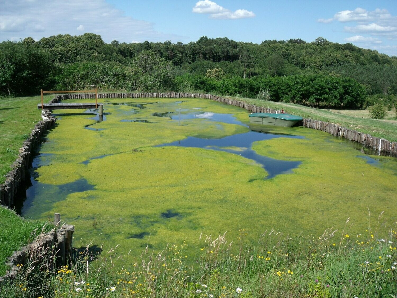 Zeolag - anti algue filamenteuse pour bassins et étangs