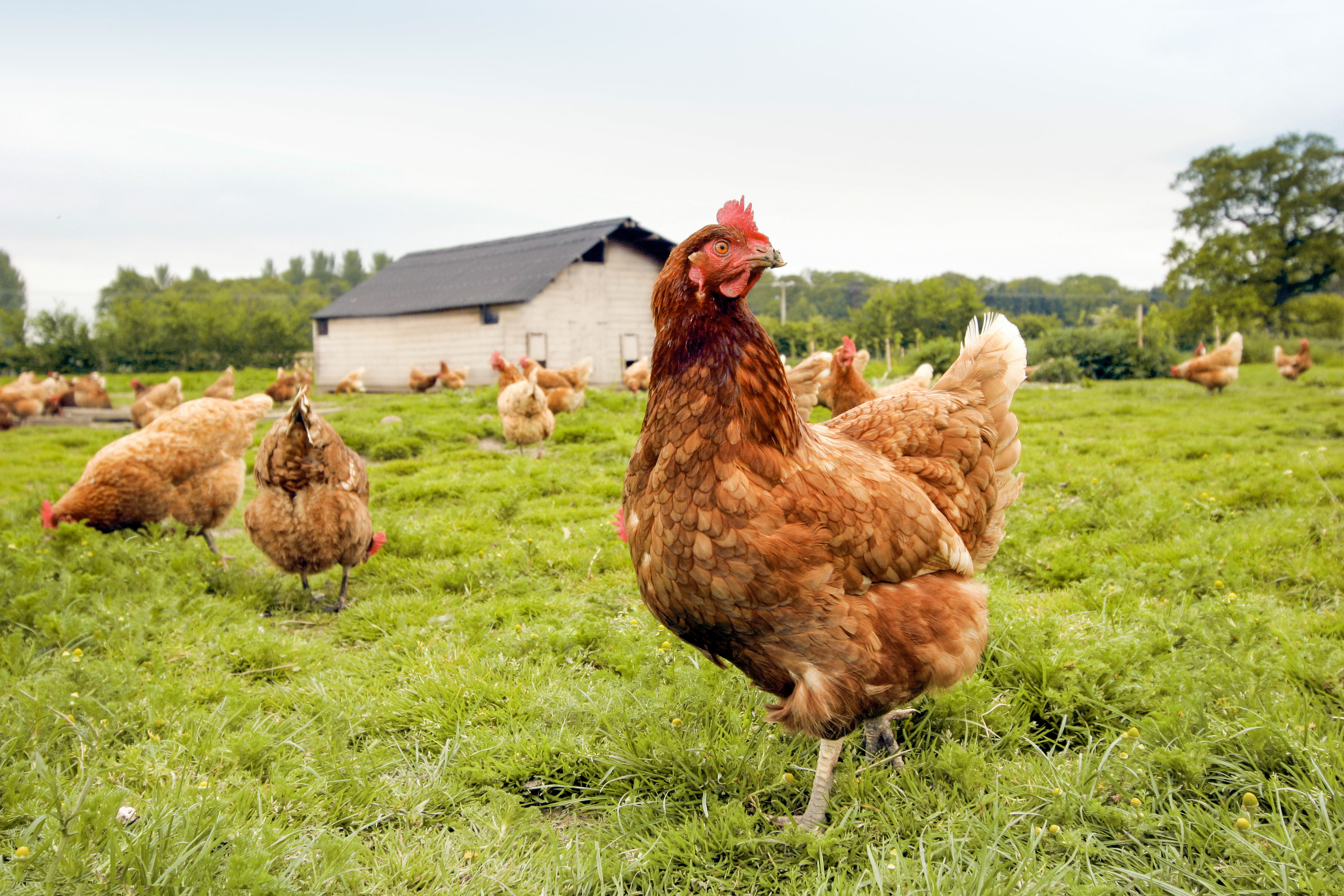 Grower Broiler Feed Grower Broiler Feed