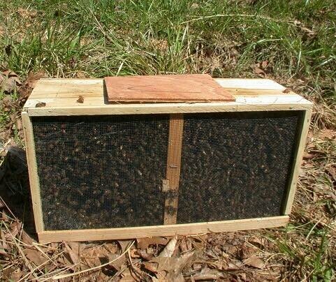 Bee Package