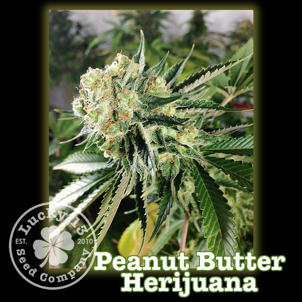 Peanut Butter Herijuana