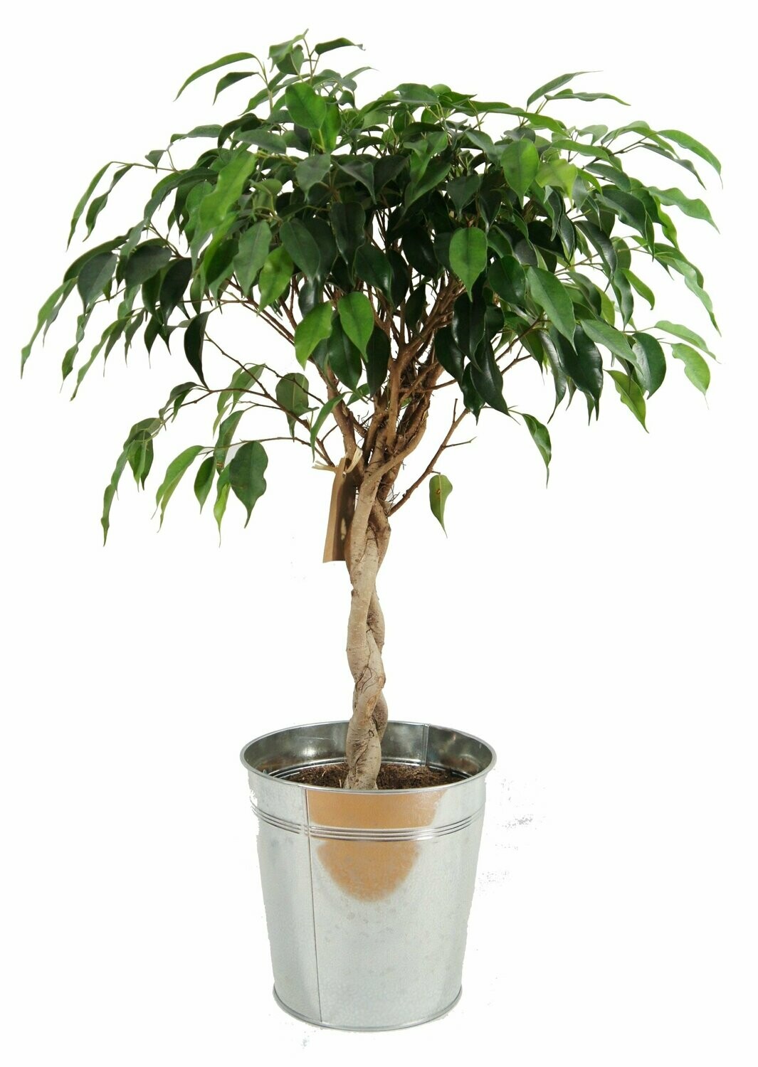 Le Ficus