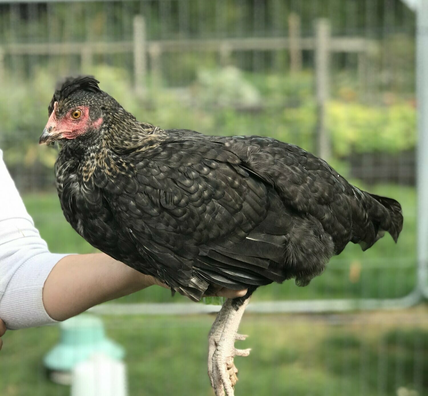 MARS-BAR point of lay -olive eggs. SOLD OUT