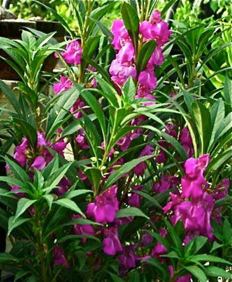 Impatiens balsamina - Balsam, Chinese