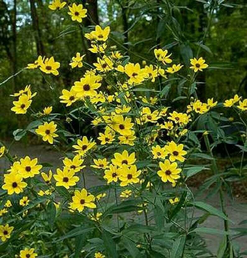 Coreopsis tripteris - Tall Coreopsis - Tickseed
