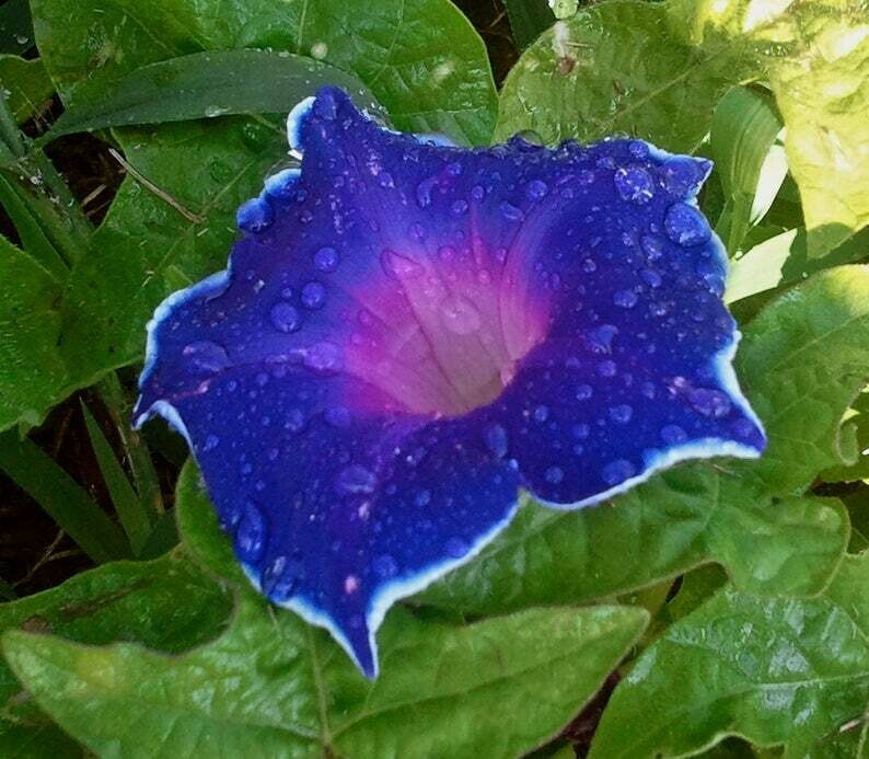 Morning Glory - Ipomea nil 'Blue Picotee'