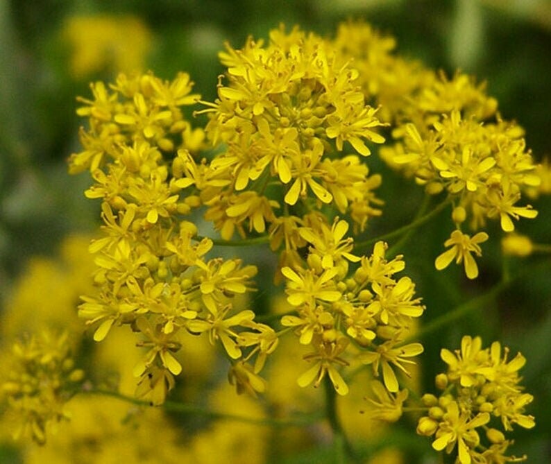 Isatis tinctoria - Dyer's Woad