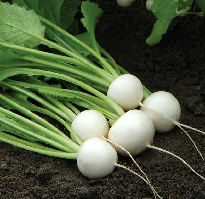Hakurei Turnip - Brassica rapa
