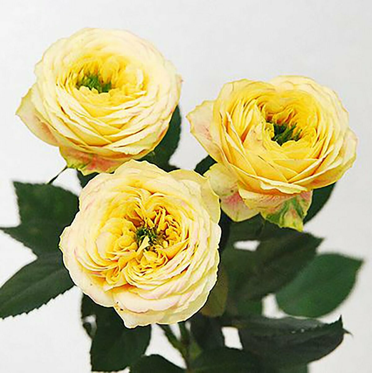 Ranunculus Stem Yellow
