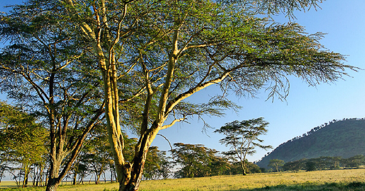 Fever Tree / Koorsboom N7 bag (9.3L) (Collection Saturdays only)