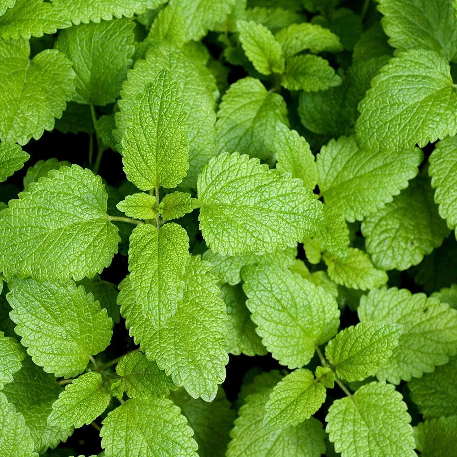 Lemon balm