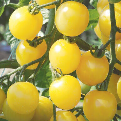 Yellow Cherry tomato