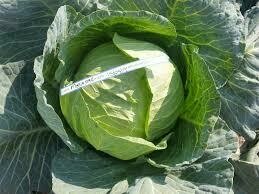 Available 22-26 February-Megastar Hybrid Cabbage variety-price Per 1000 ...