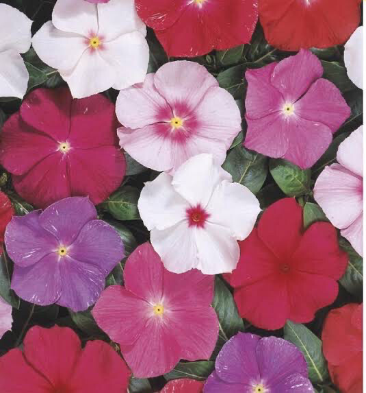 Vinca (pink / White Mix)
