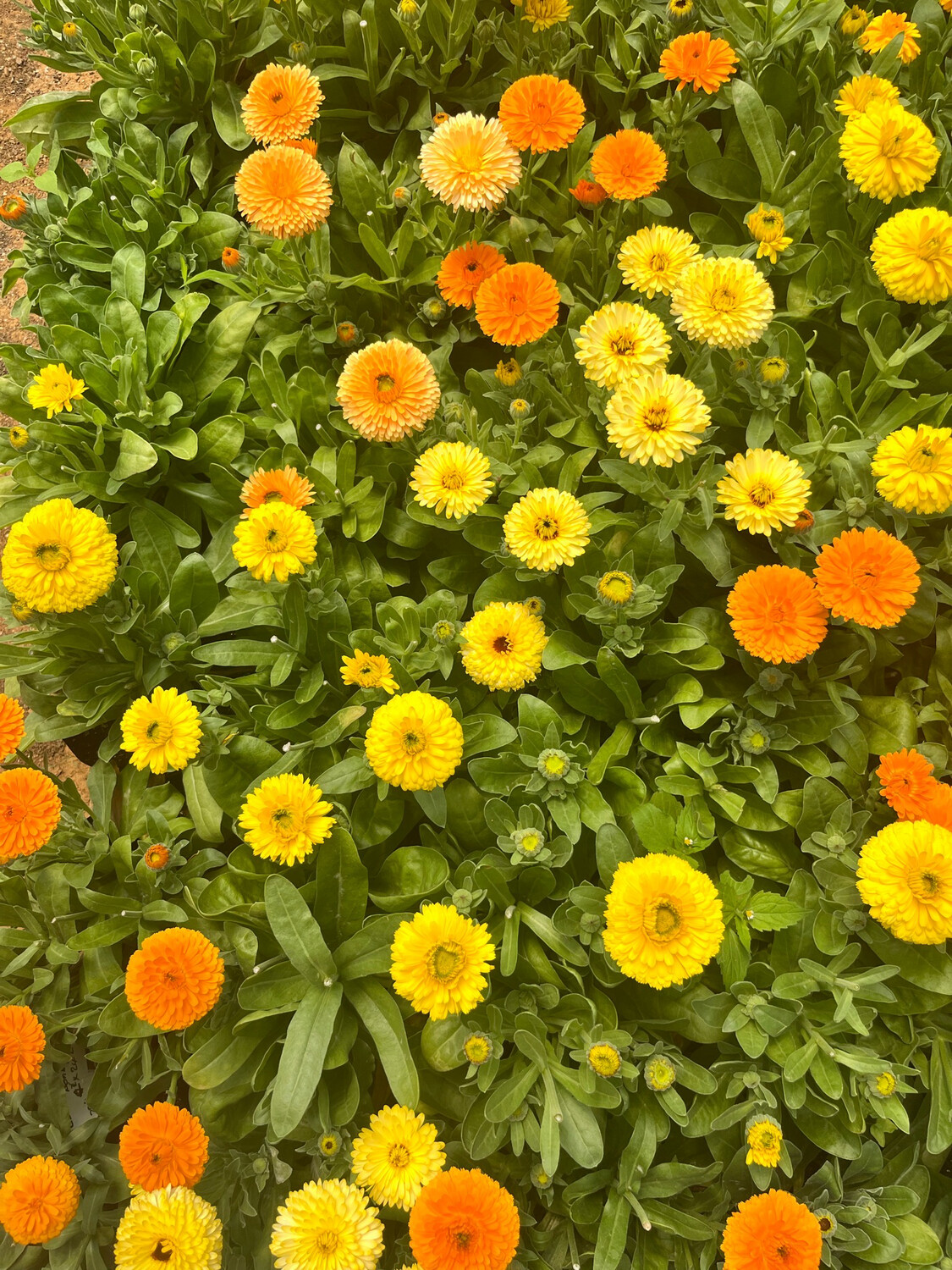 Calendula -Bon Bon Mix - (3L Bag)