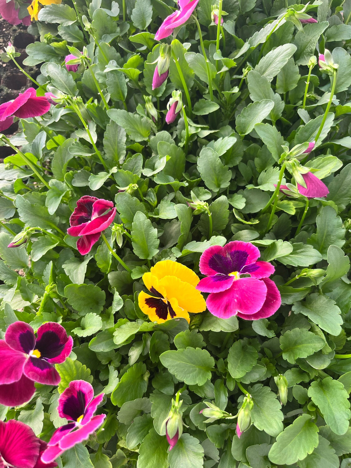 Pansy - Mix