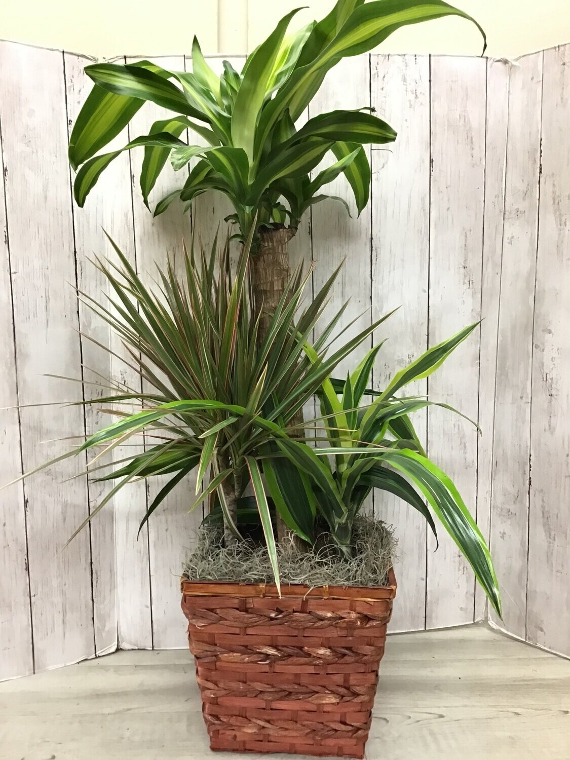 8" Large Corn plant and Dracaena combo - Item #WFEBT-411
