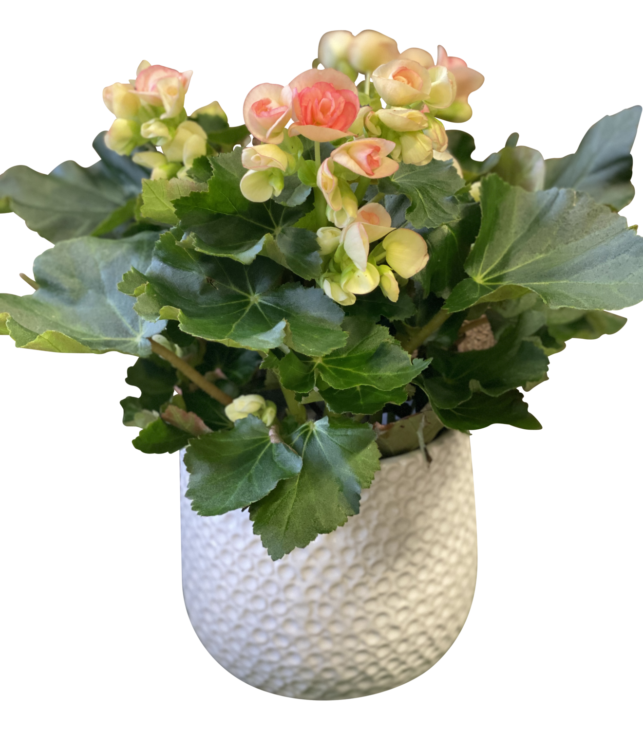 Florist Begonia in Decorative Pot