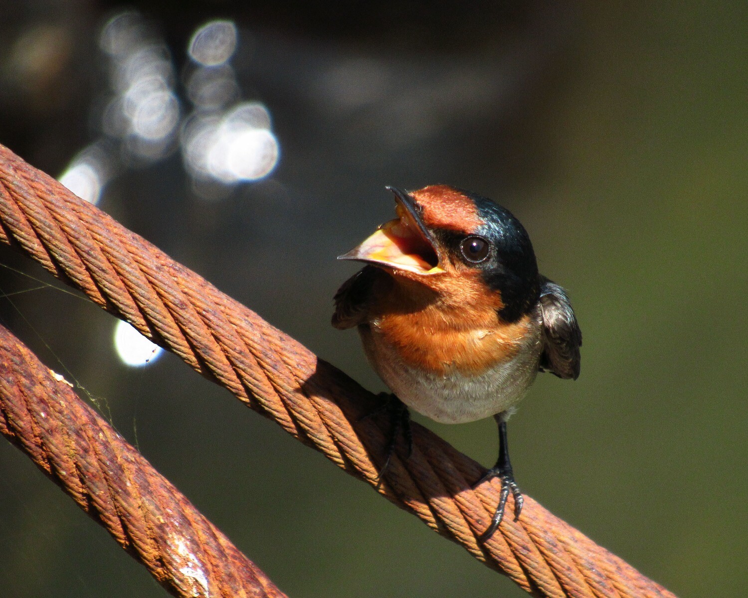 pacific-swallow