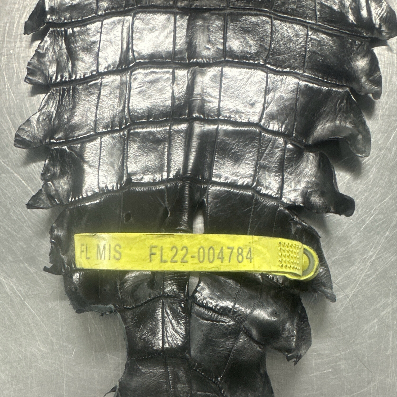 Black Alligator Belly Skin