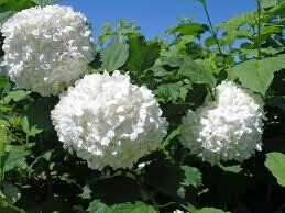 Putinas paprastasis - Roseum | Dekoratyviniai augalai