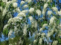 Ieva paprastoji | Dekoratyviniai augalai