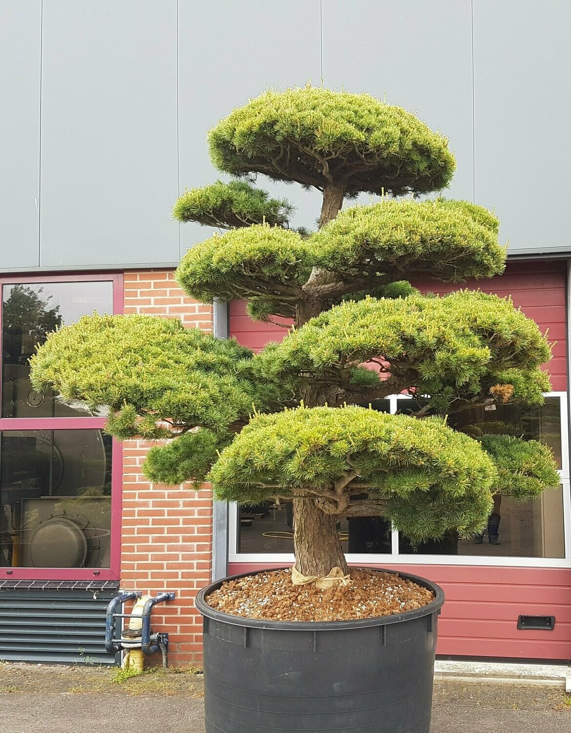 Bonsai | Lapuočiai medžiai