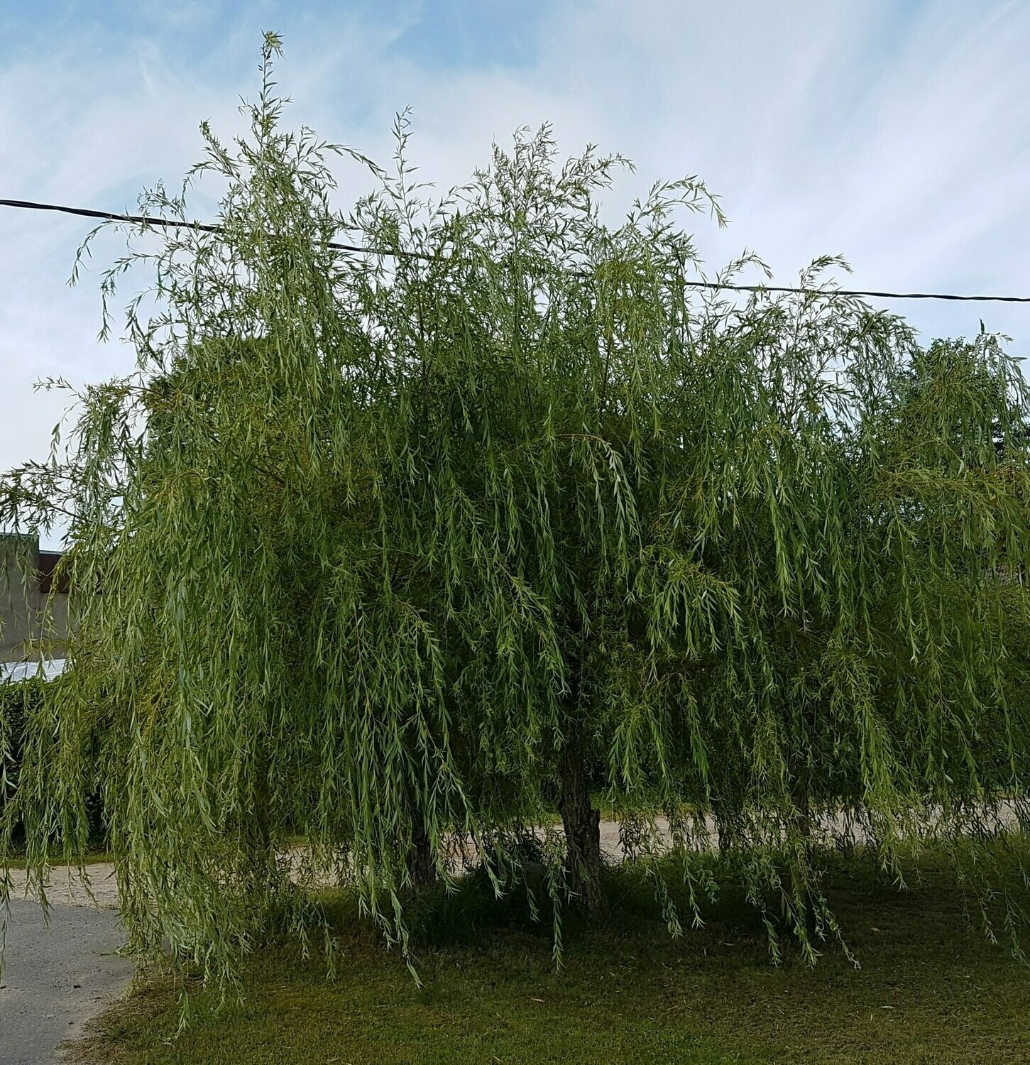 Gluosnis baltasis - Tristis | Dekoratyviniai augalai