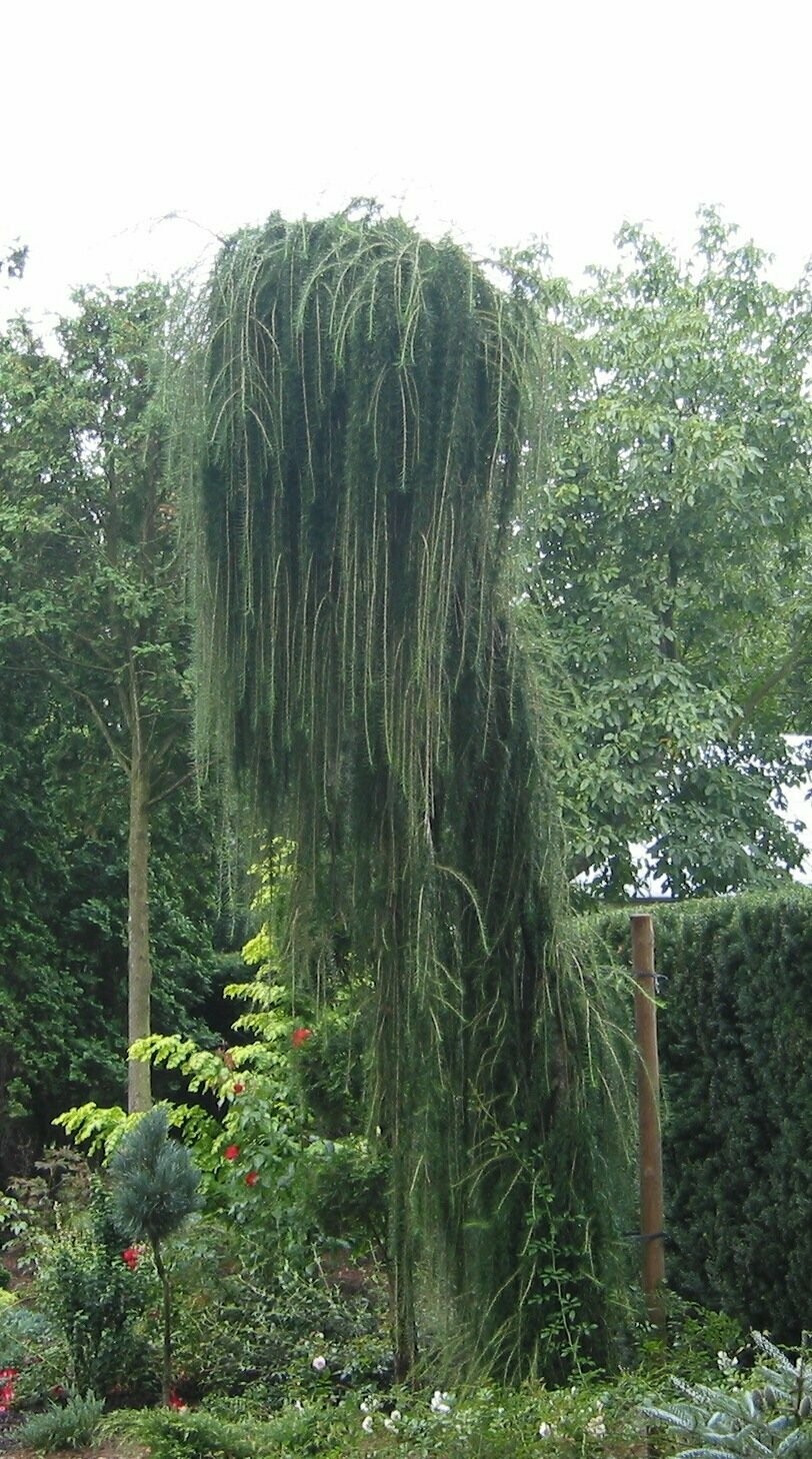 Maumedis japoninis | Dekoratyviniai augalai