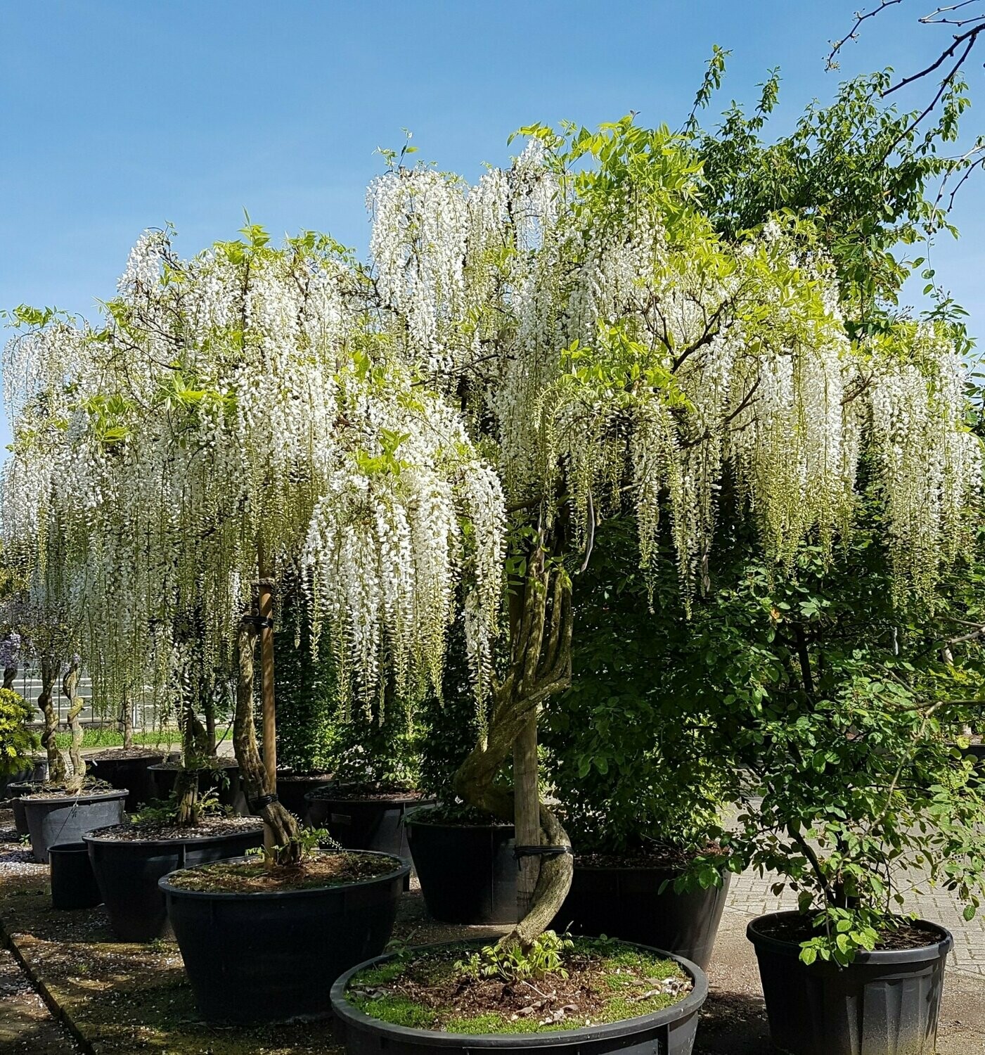 Visterija - Wisteria sinensis | Dekoratyviniai augalai