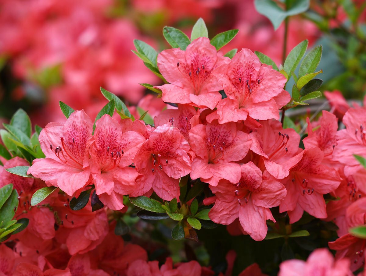Rododendrai ir viržiai