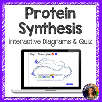Protein Synthesis Interactive Diagram - Store - Science Lessons That Rock