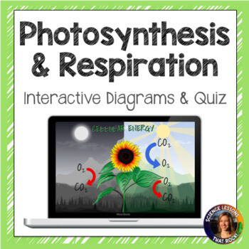 Photosynthesis and Cellular Respiration Interactive Diagram - Store ...