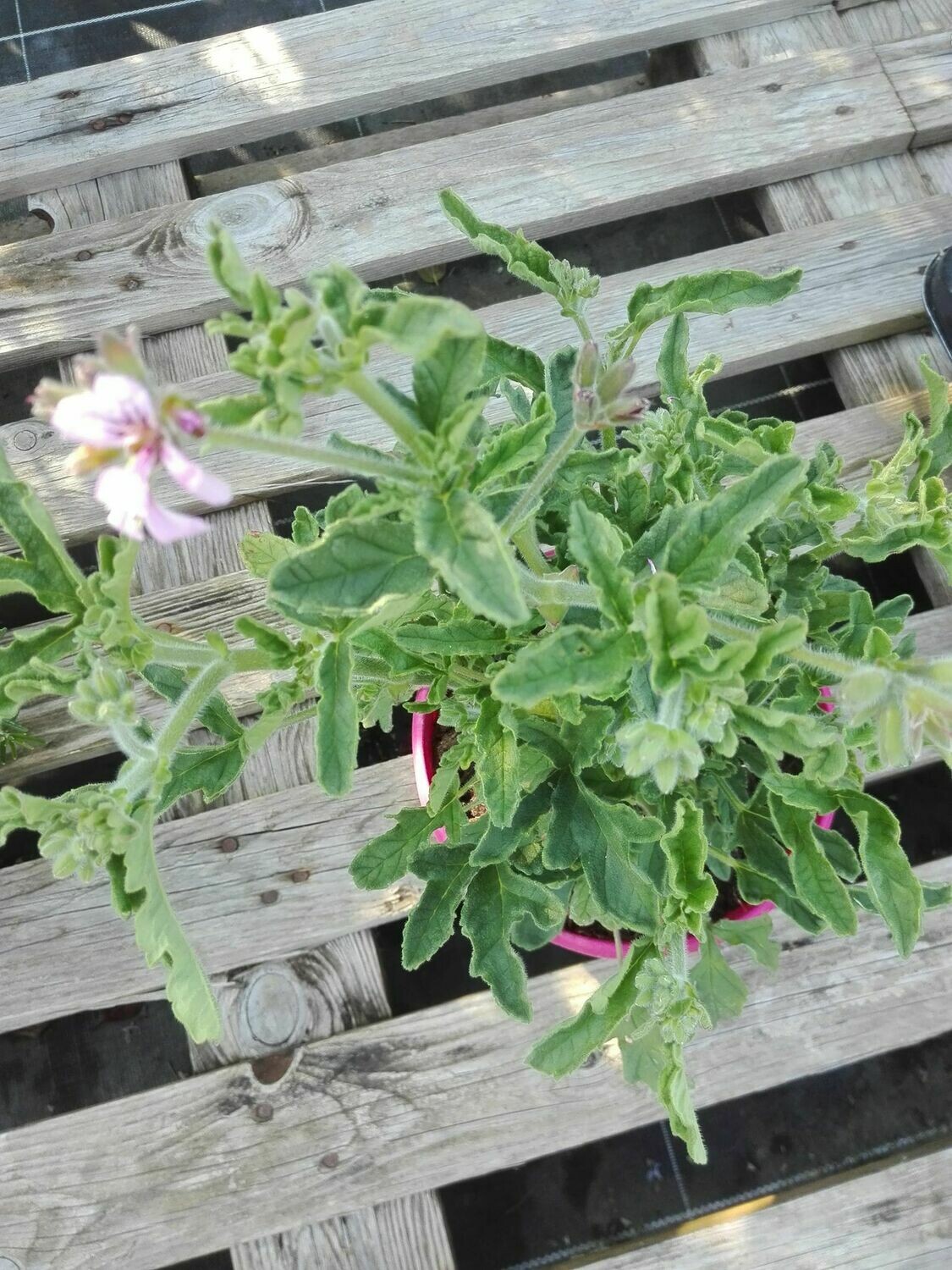Geranium odorant 'Robers Lemon Rose'