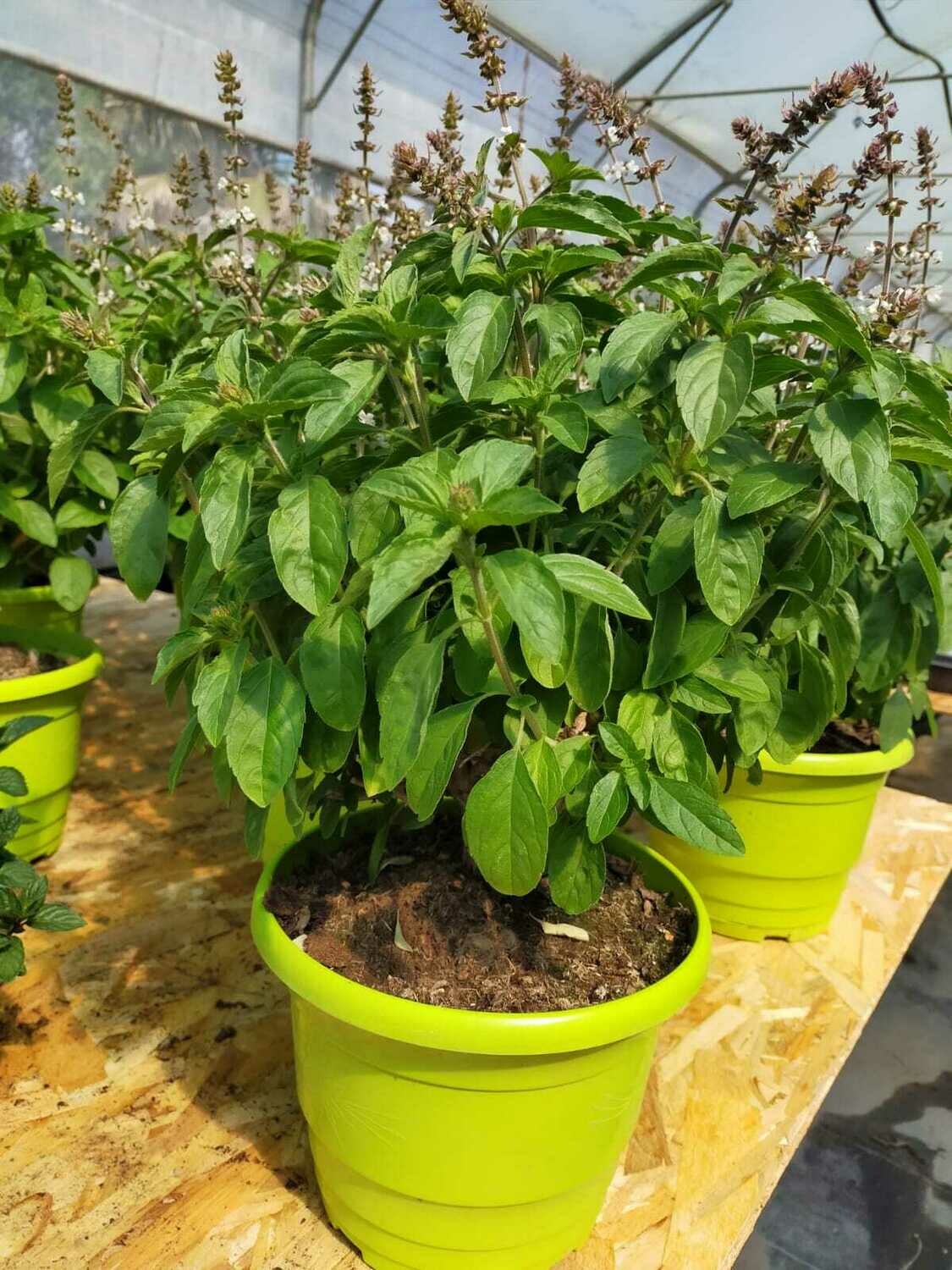 Basilic Perpétuel - Pot Ø23